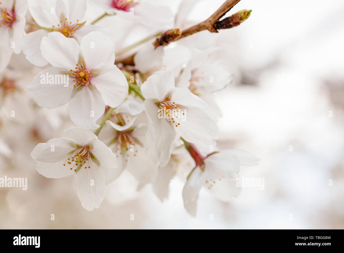 Early sakura hi-res stock photography and images - Alamy