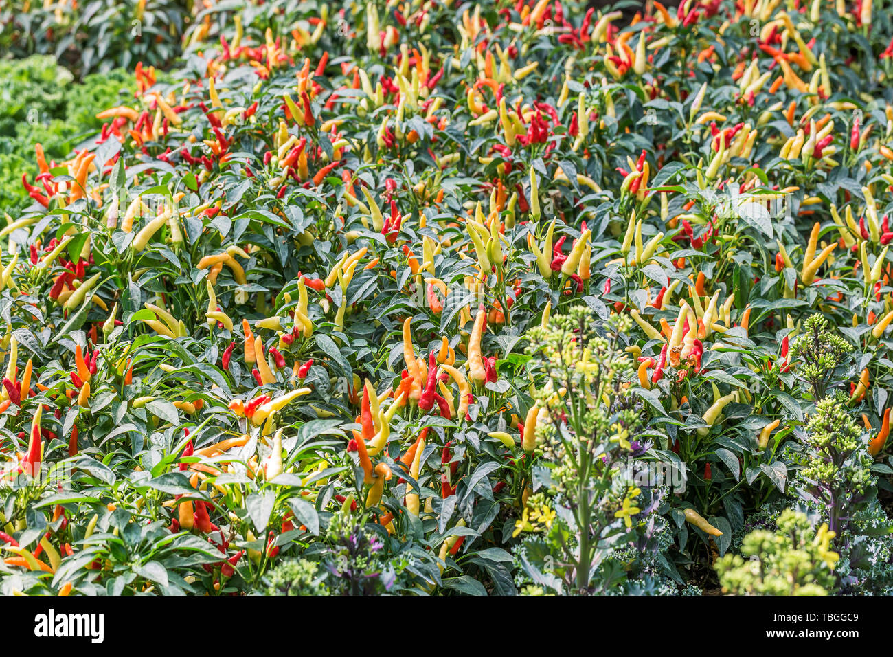 Three-dimensional planting of chili peppers, filmed at Shandong ...