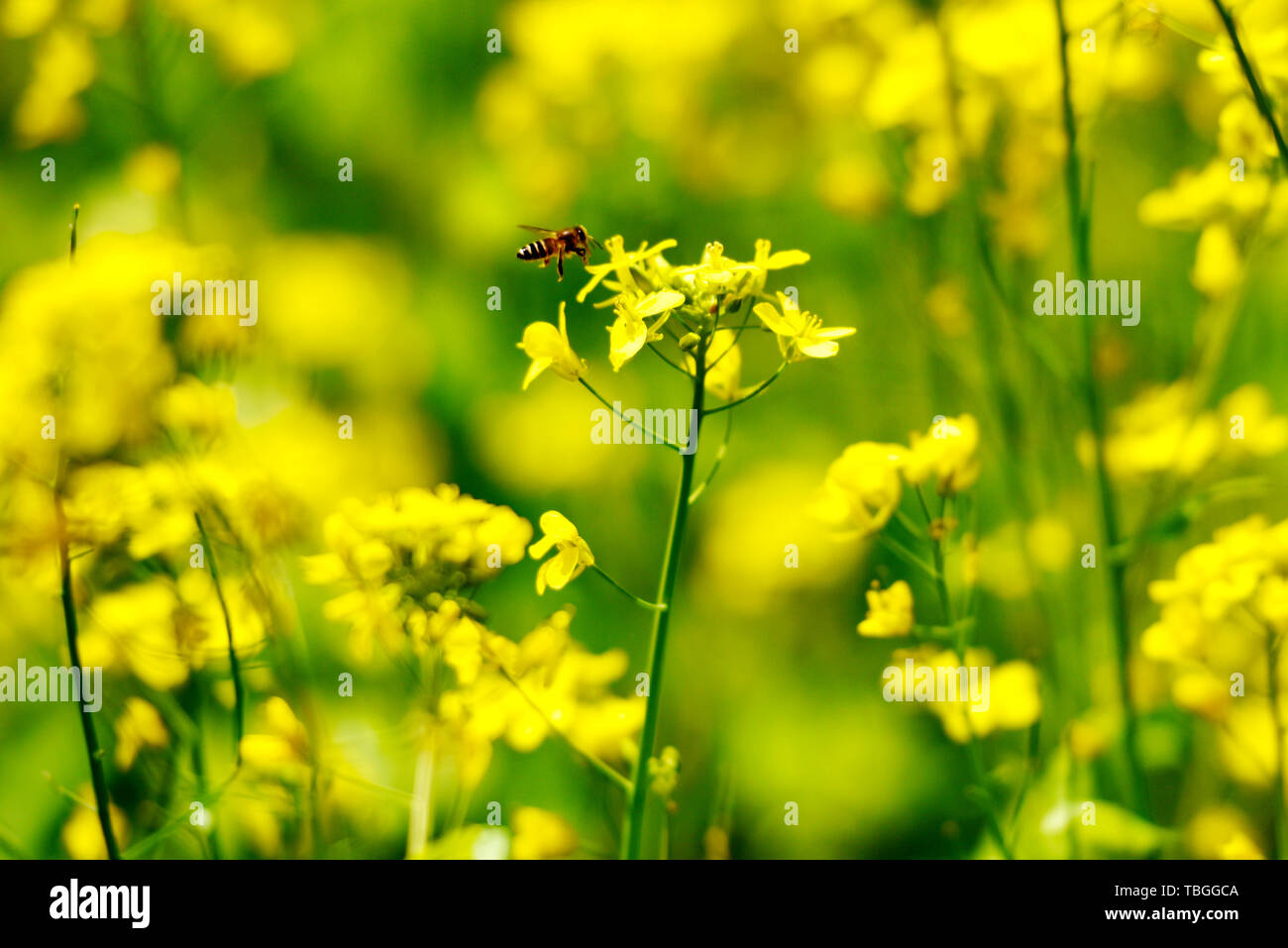Hard-working bees pick honey in rapeseed bus Stock Photo - Alamy