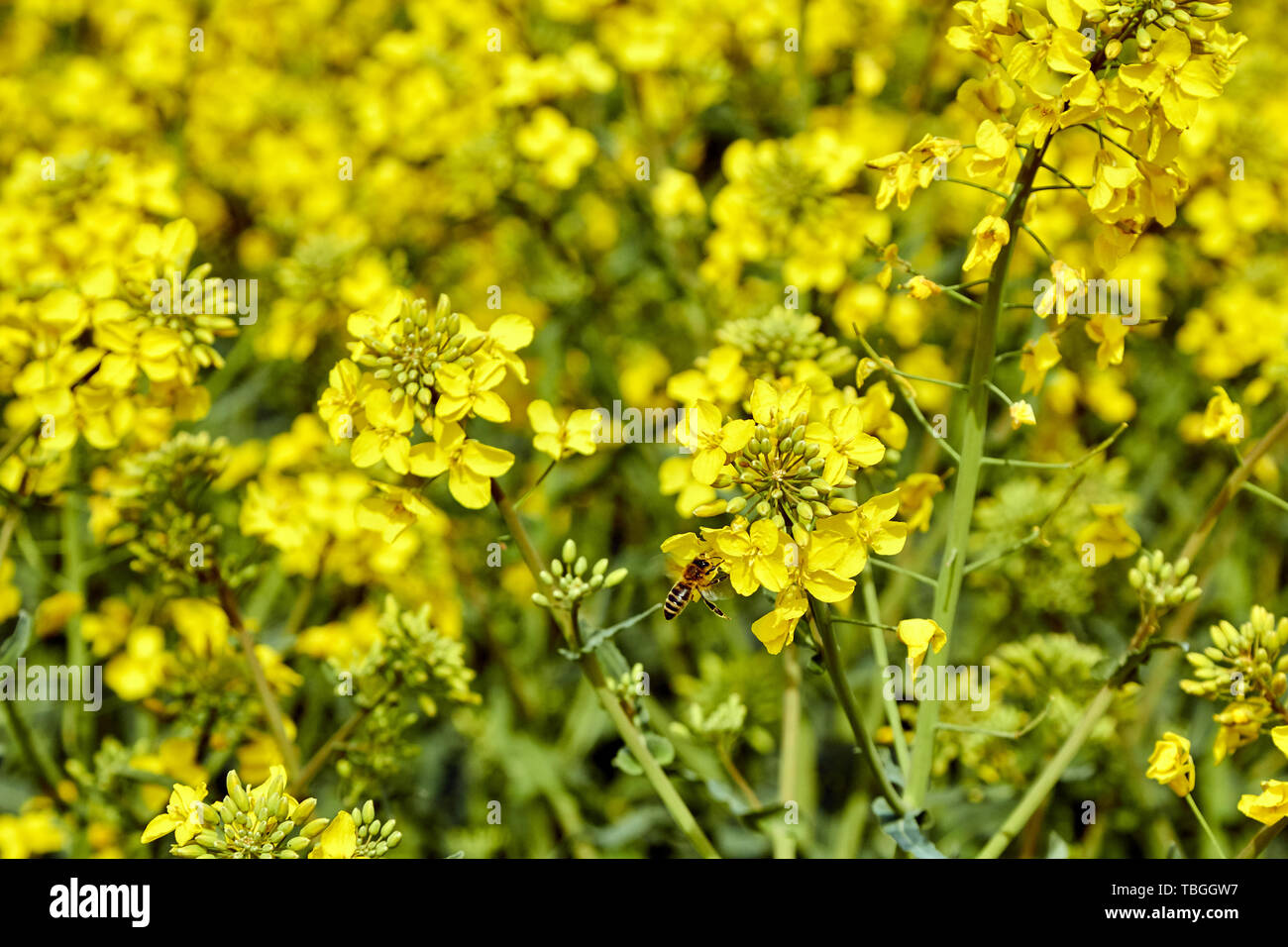 blooming rapeseed field in spring in May, bees flying around Stock ...
