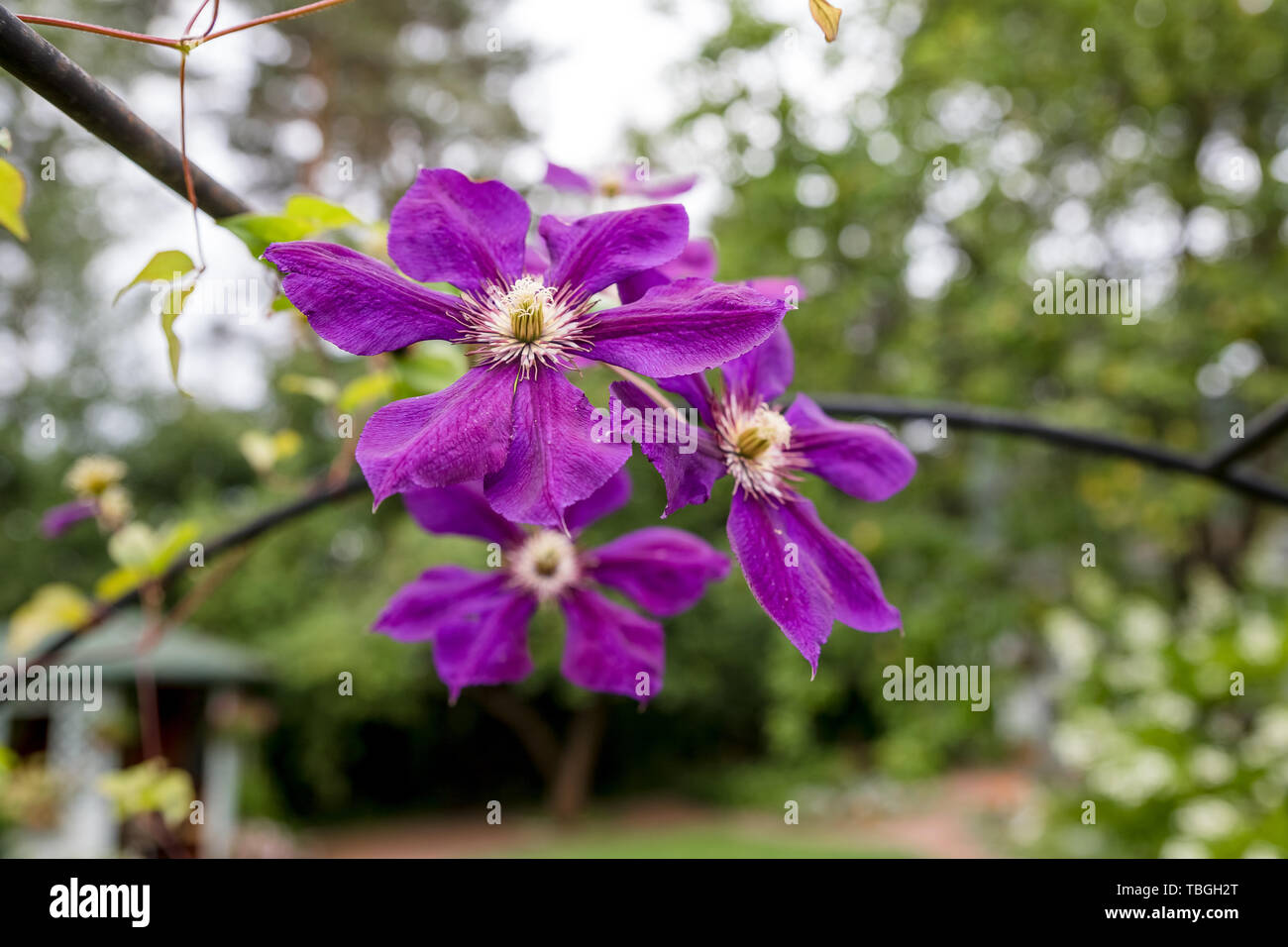 flowers of blossoming violet clematis with droplets of rain. Big bush ...