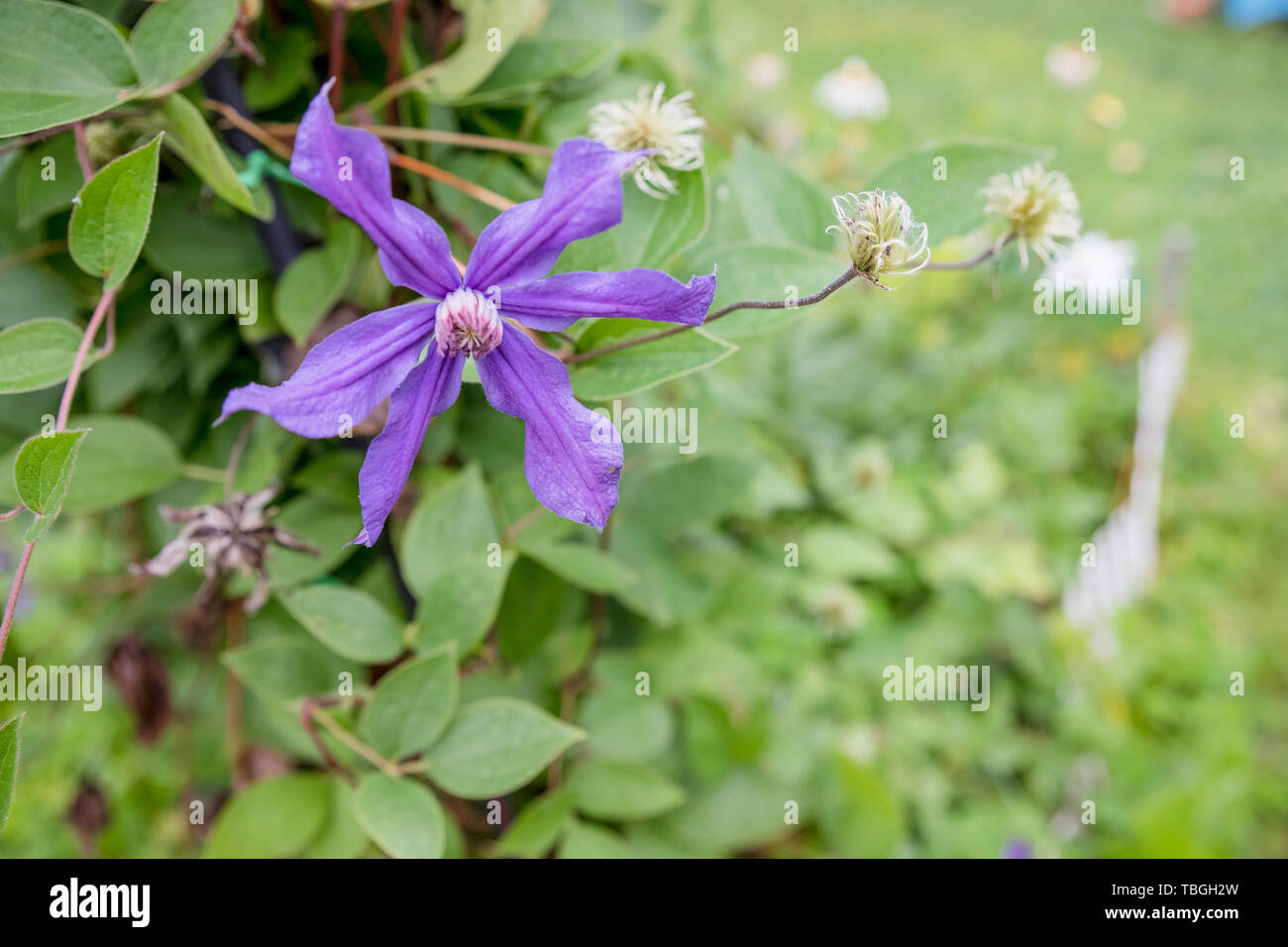 flowers of blossoming violet clematis with droplets of rain. Big bush ...