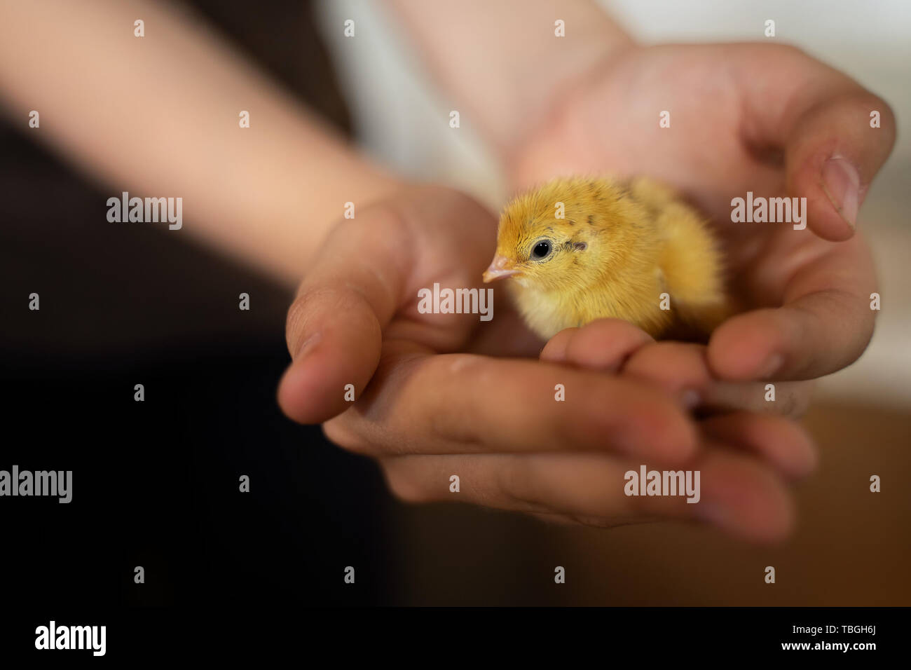Baby chicken in the human hands. Newborn bird in careful care. Farm and ...