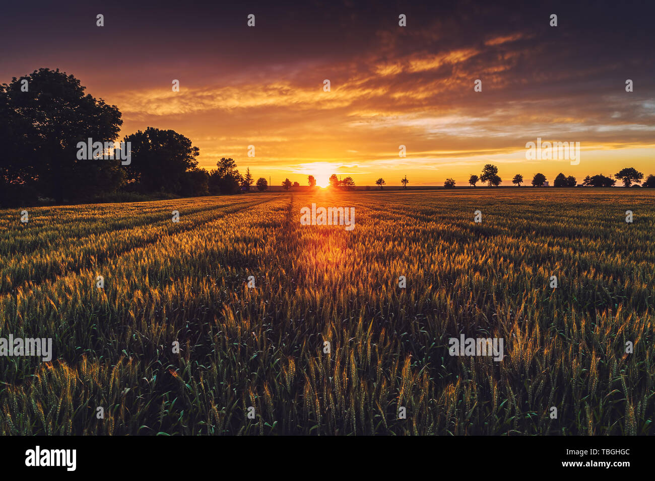 Beautiful shot wheat field hi-res stock photography and images - Alamy