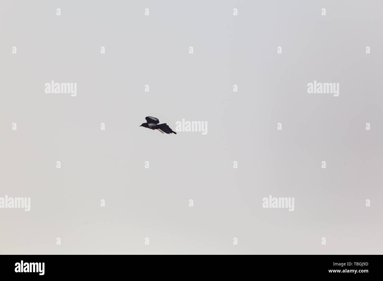 Flying magpies hi-res stock photography and images - Alamy