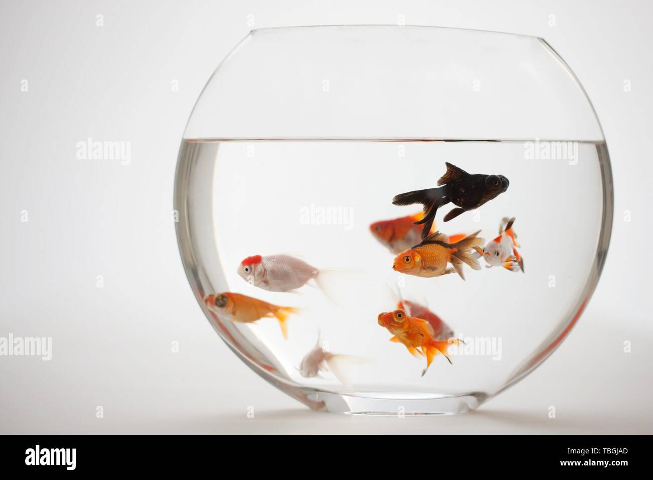 Ornamental glass fish hi-res stock photography and images - Alamy