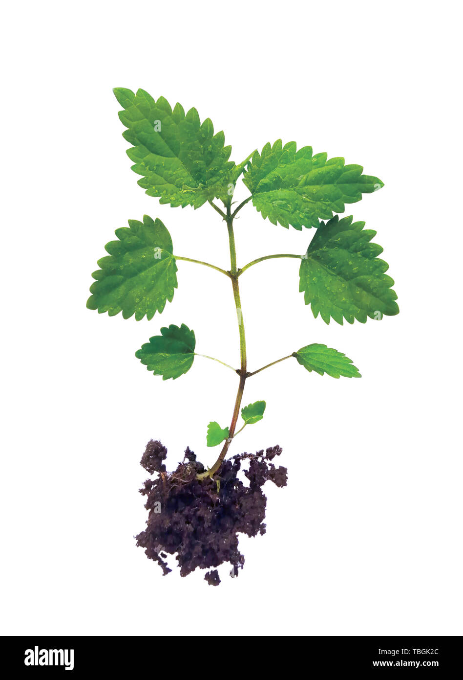 Young nettle sprout plant with roots in the ground on a white ...