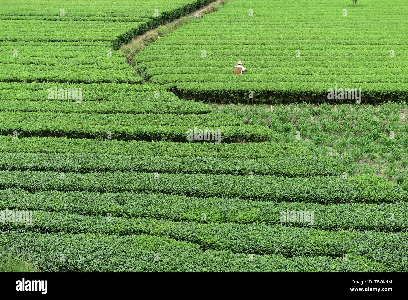 Tea garden scenery Stock Photo - Alamy