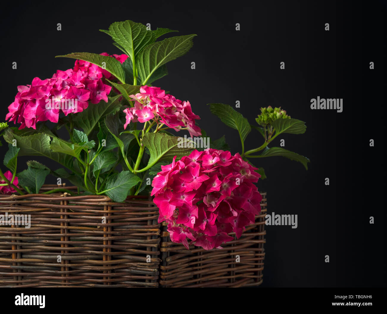 Beautiful flowers of hydrangea. Coral hydrangea macrophylla, Hortensia ...