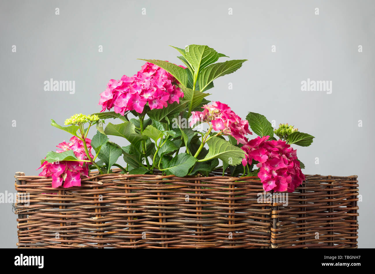 Beautiful flowers of hydrangea. Coral hydrangea macrophylla, Hortensia ...