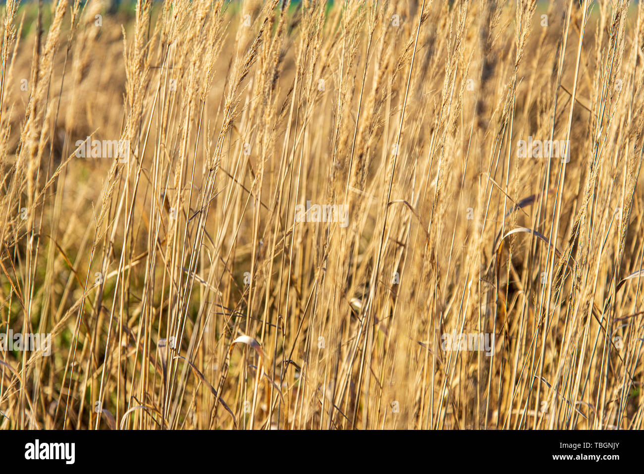 dry grass bents on blur background texture in nature Stock Photo - Alamy