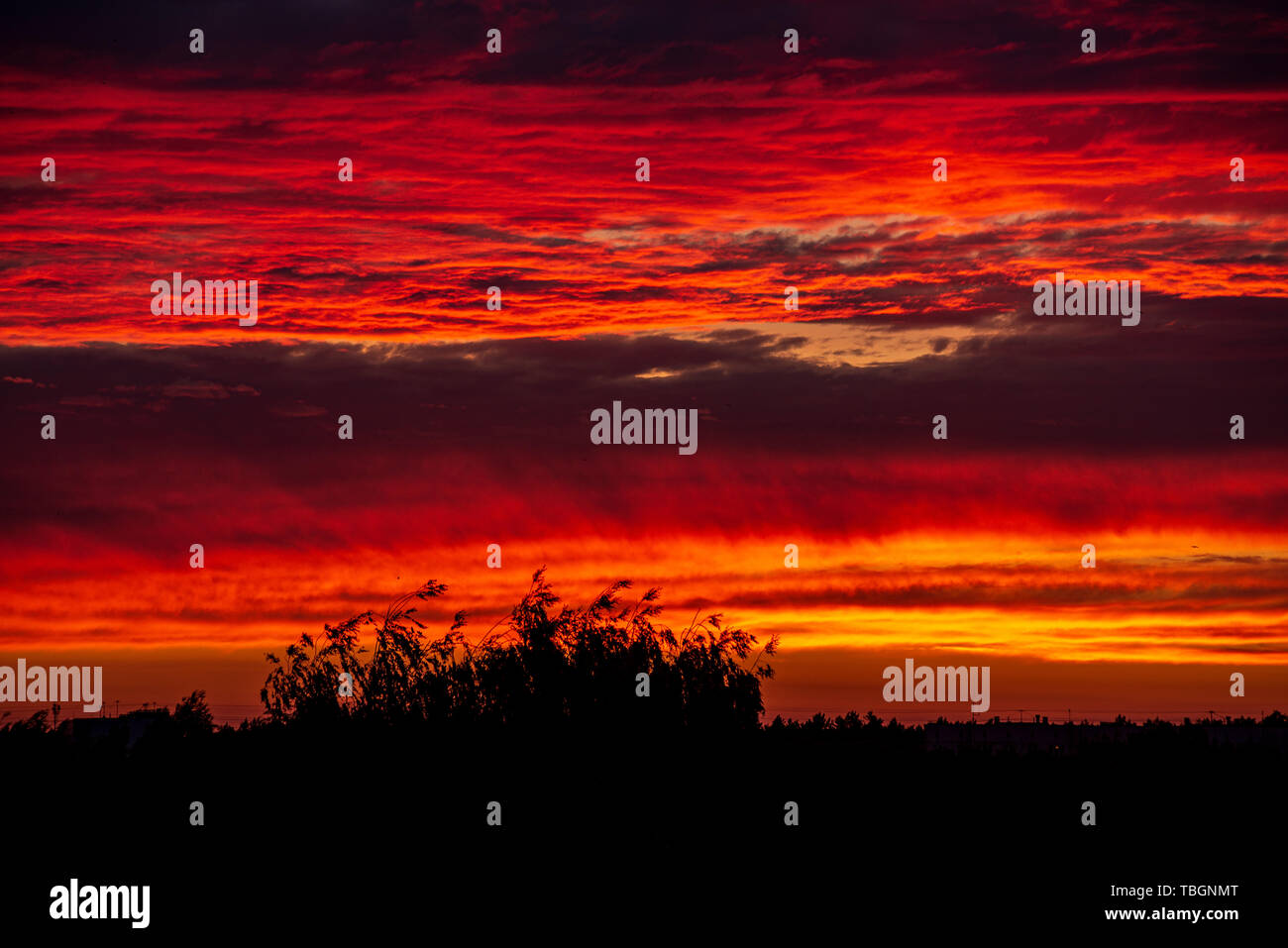 dramatic red sunset colors in the sky above trees and fields. summer ...