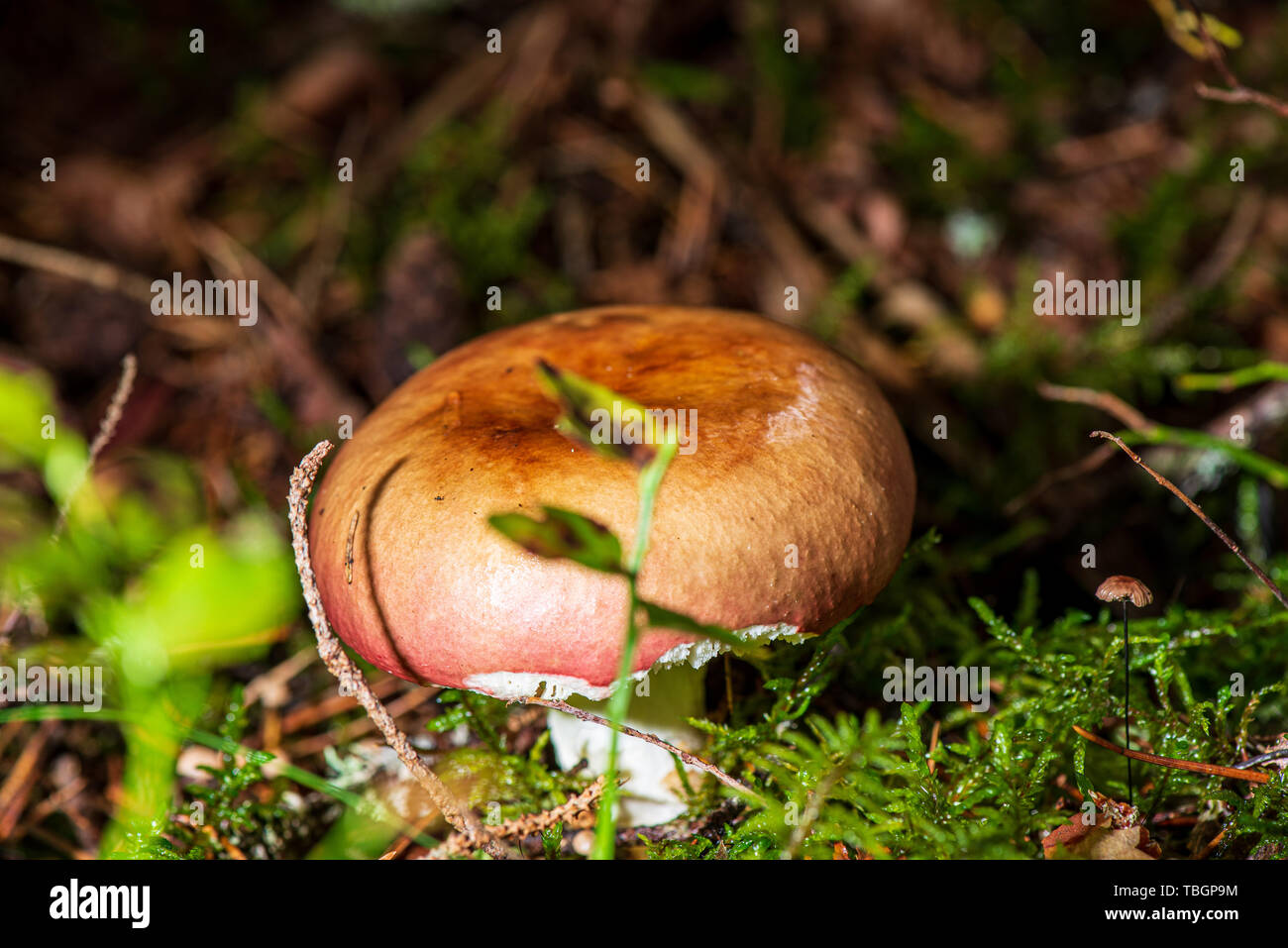 mushroom in green forest moss in summer. blur background Stock Photo ...