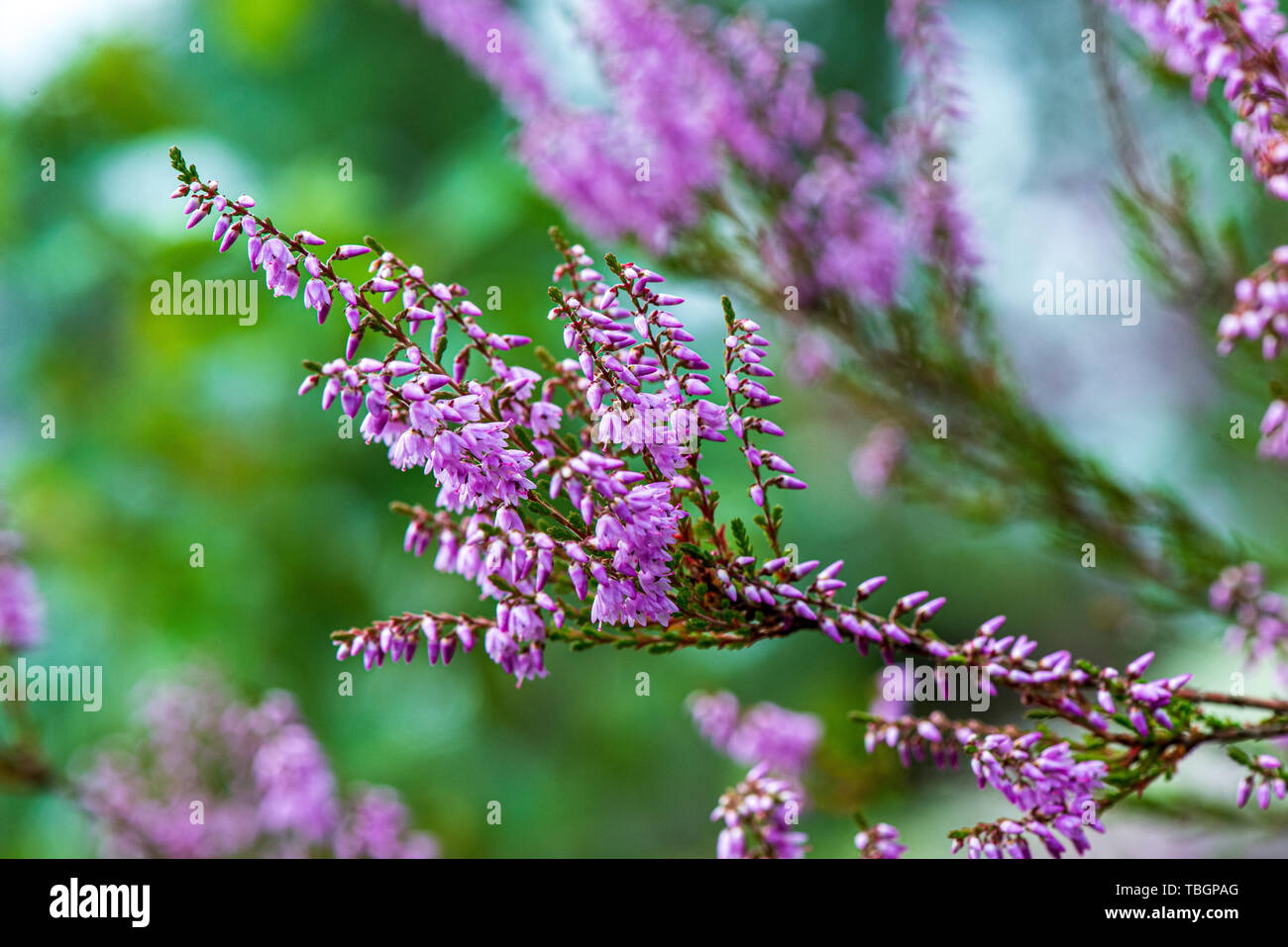 heather flowers in forest on green background blur. summer texture ...