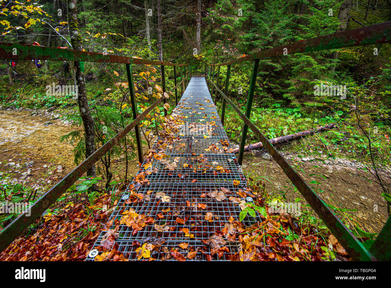 old metal bridge over river in autumn forest with old tree leaves Stock ...