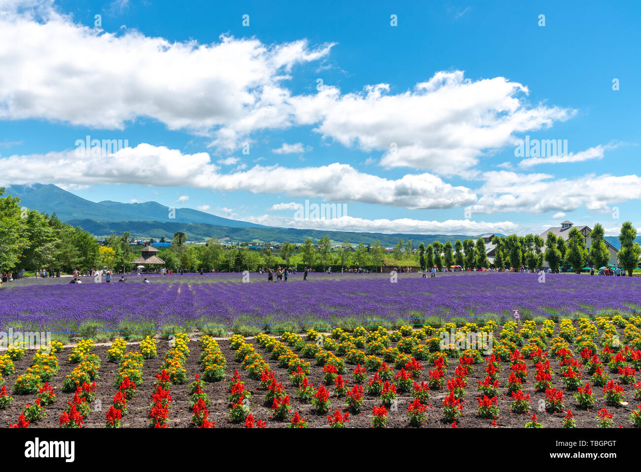 Tomita farm furano hi-res stock photography and images - Alamy