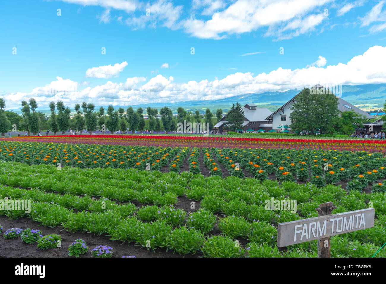 Furano japan hi-res stock photography and images - Alamy
