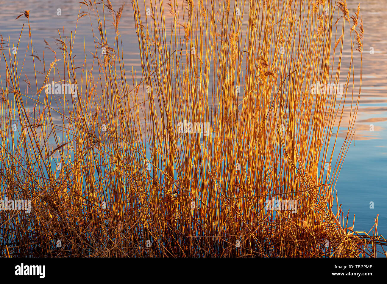 calm countryside lake river with cloud reflections in water and green ...