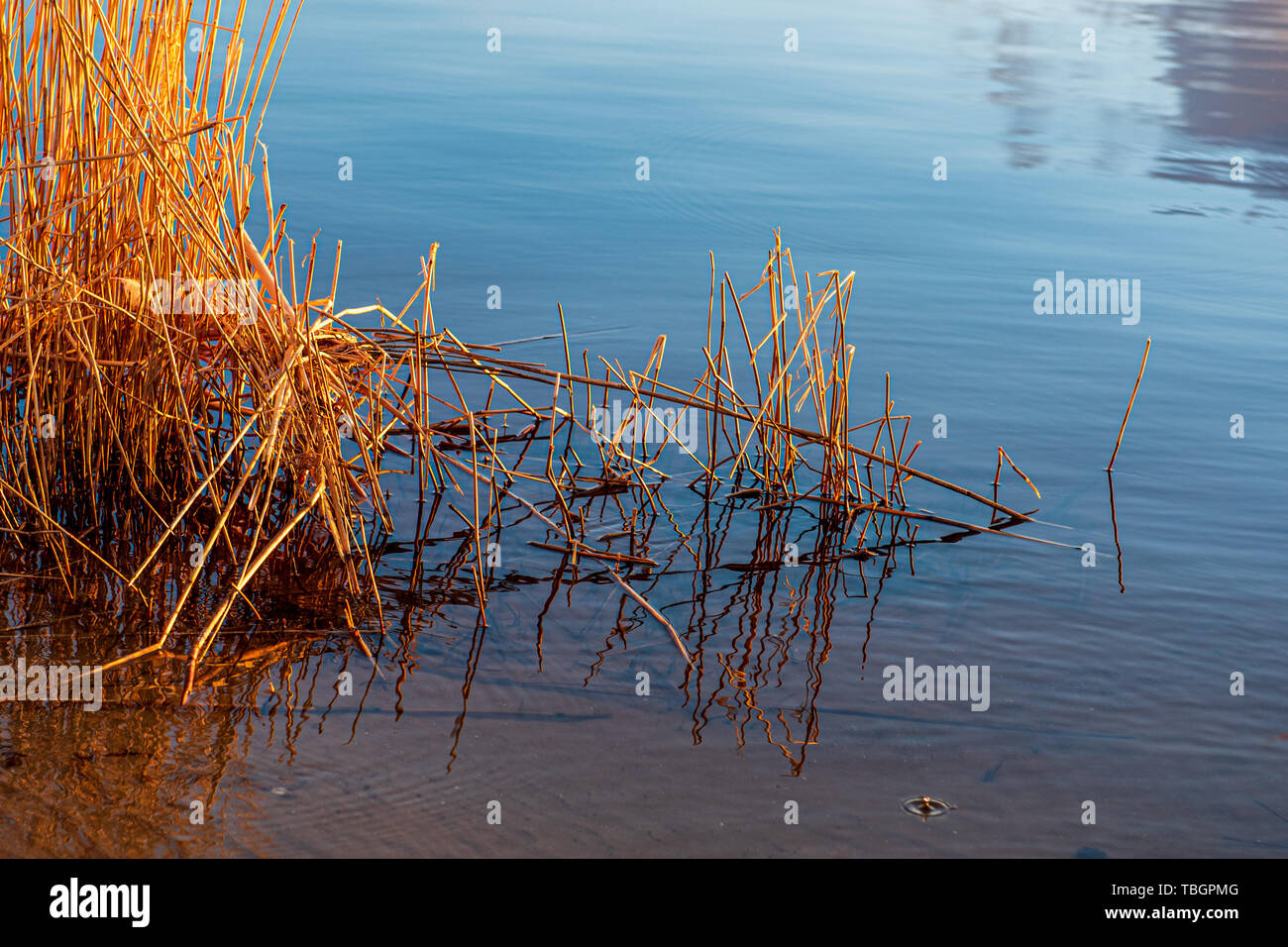 calm countryside lake river with cloud reflections in water and green ...