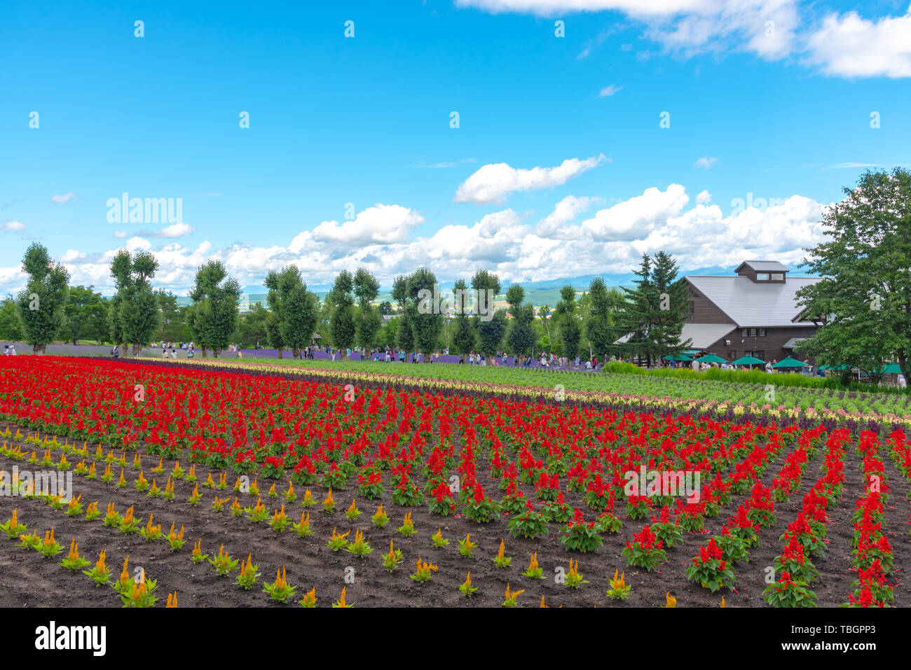 Furano japan hi-res stock photography and images - Alamy