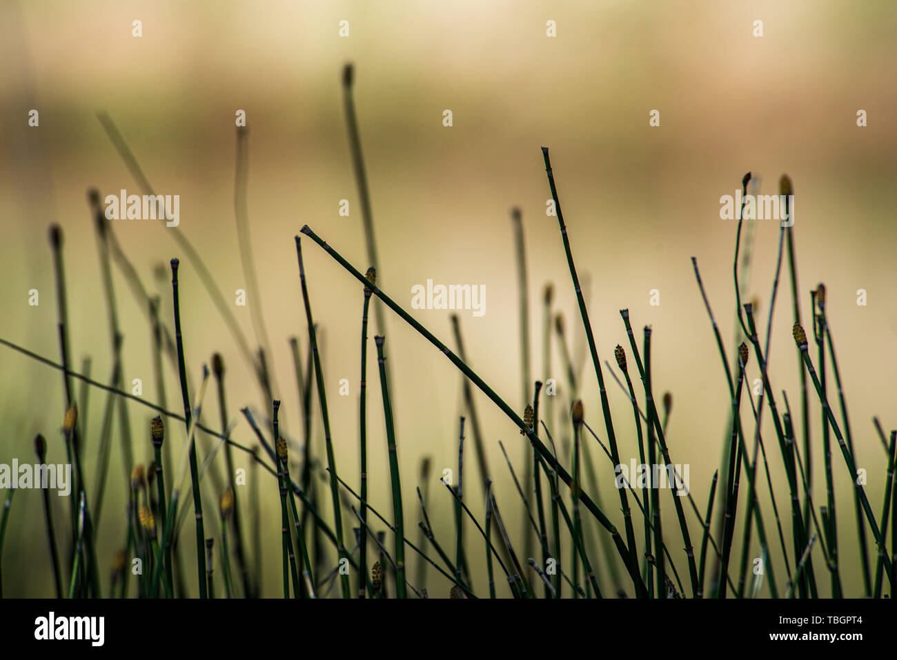 calm countryside lake river with cloud reflections in water and green ...