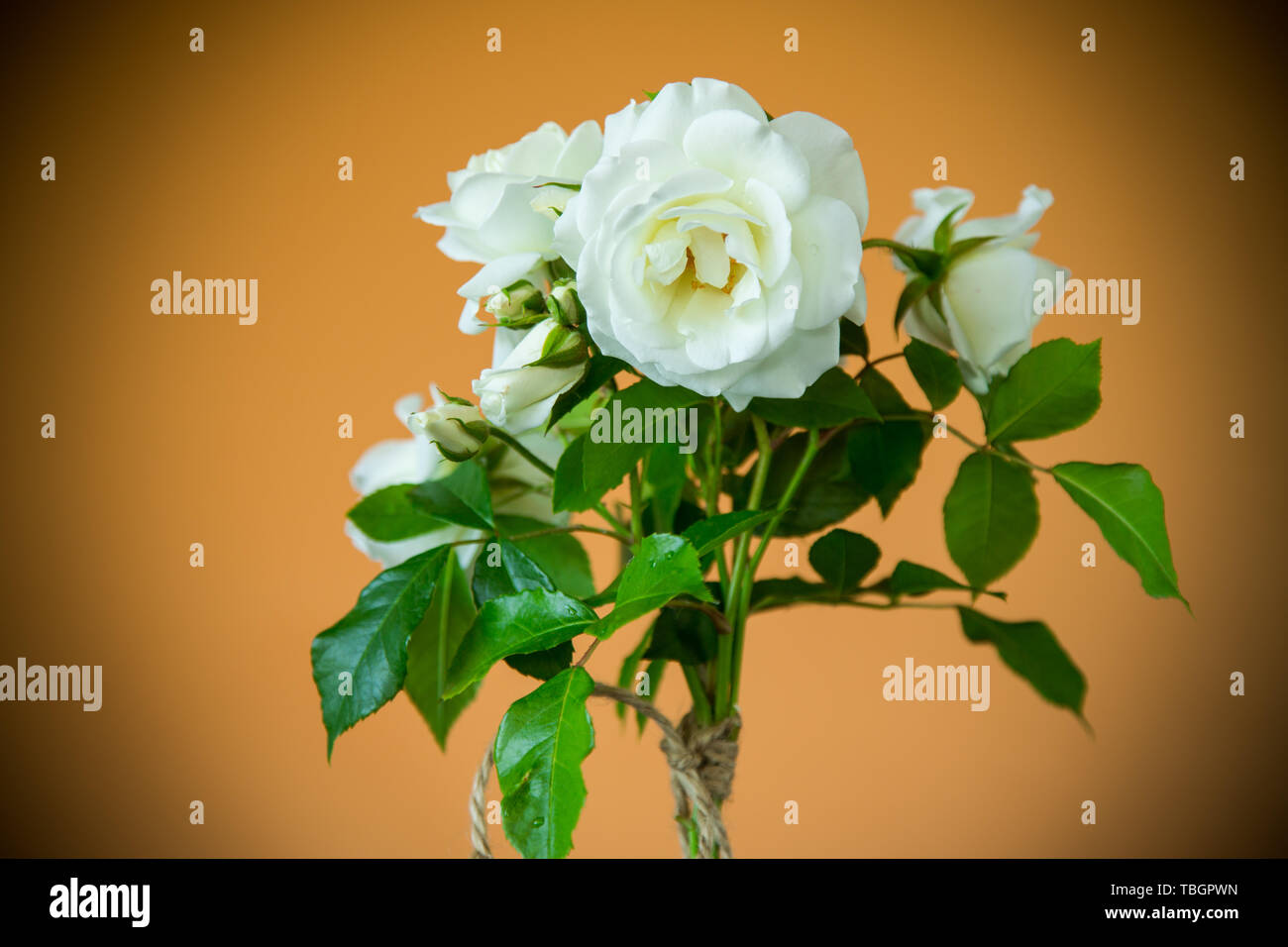 bouquet of beautiful white roses on a orange Stock Photo - Alamy