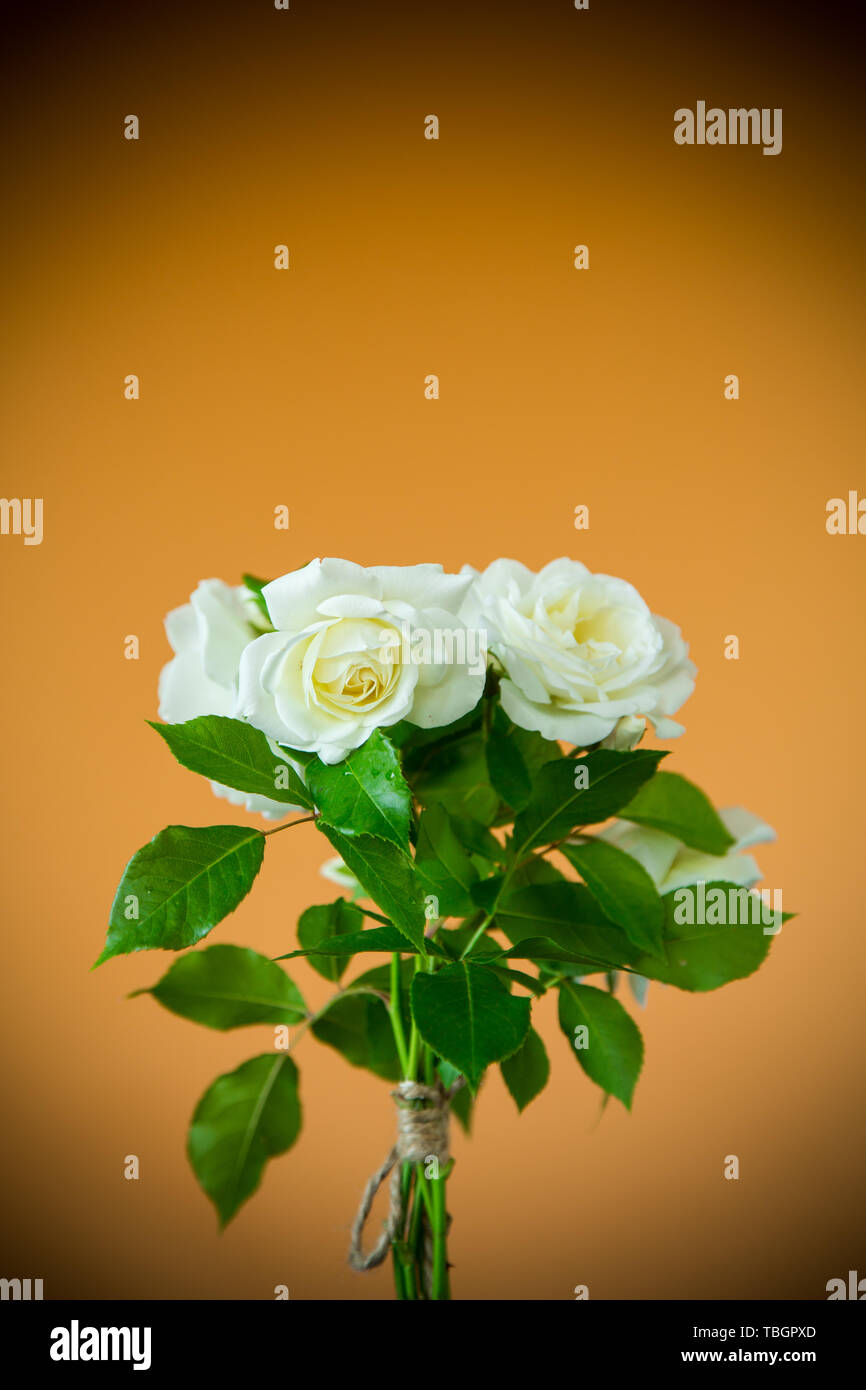 bouquet of beautiful white roses on a orange Stock Photo - Alamy
