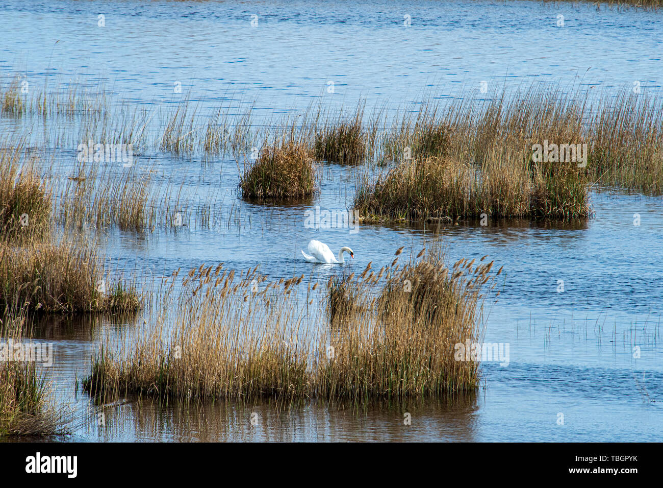 calm countryside lake river with cloud reflections in water and green ...