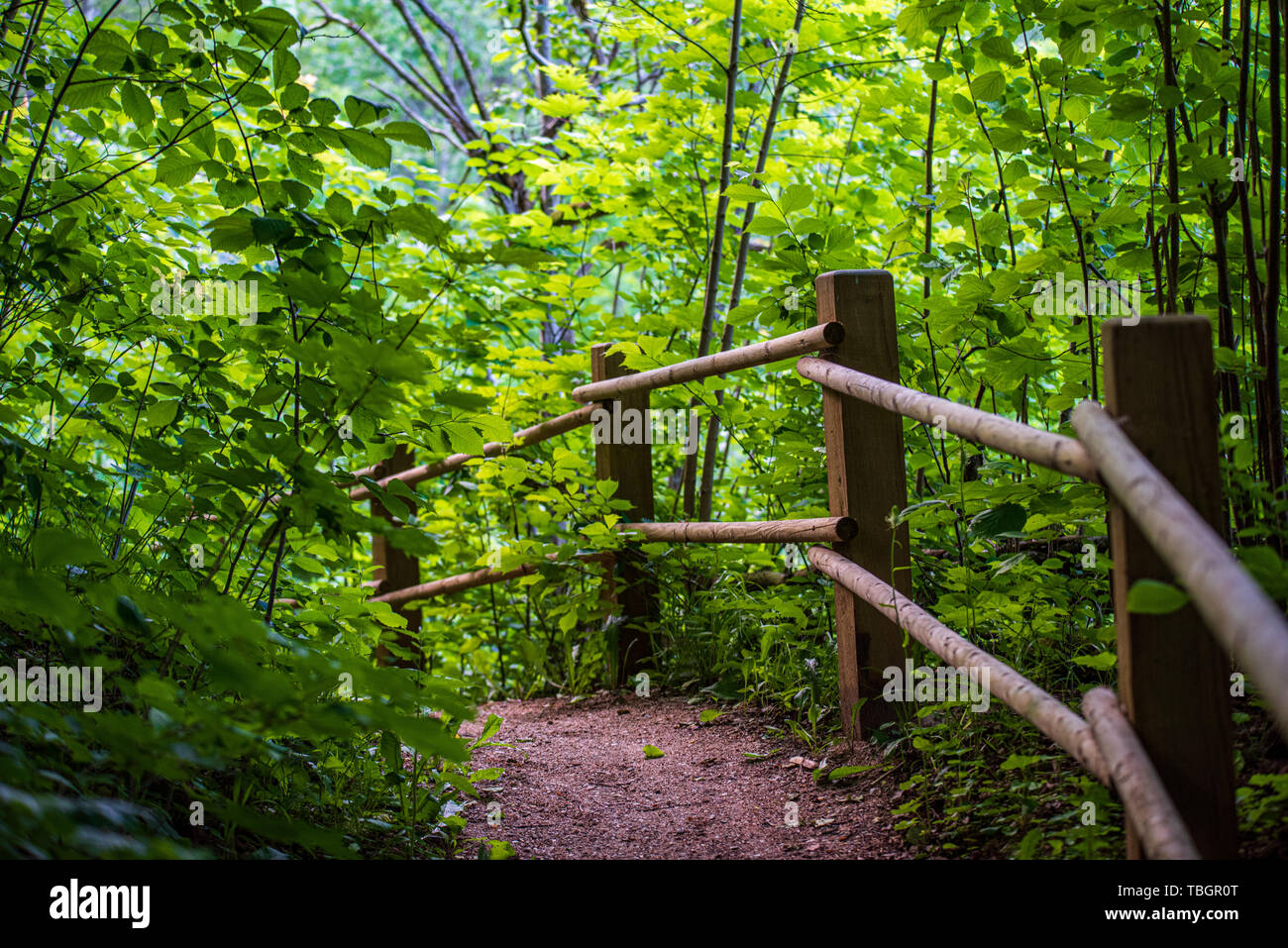 scenic beautiful tourist trail footpath in green forest. rock covered ...