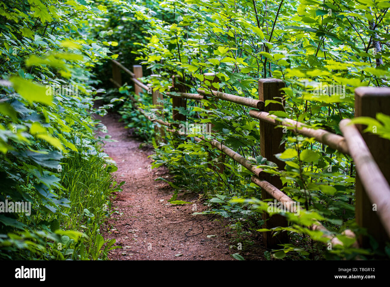scenic beautiful tourist trail footpath in green forest. rock covered ...