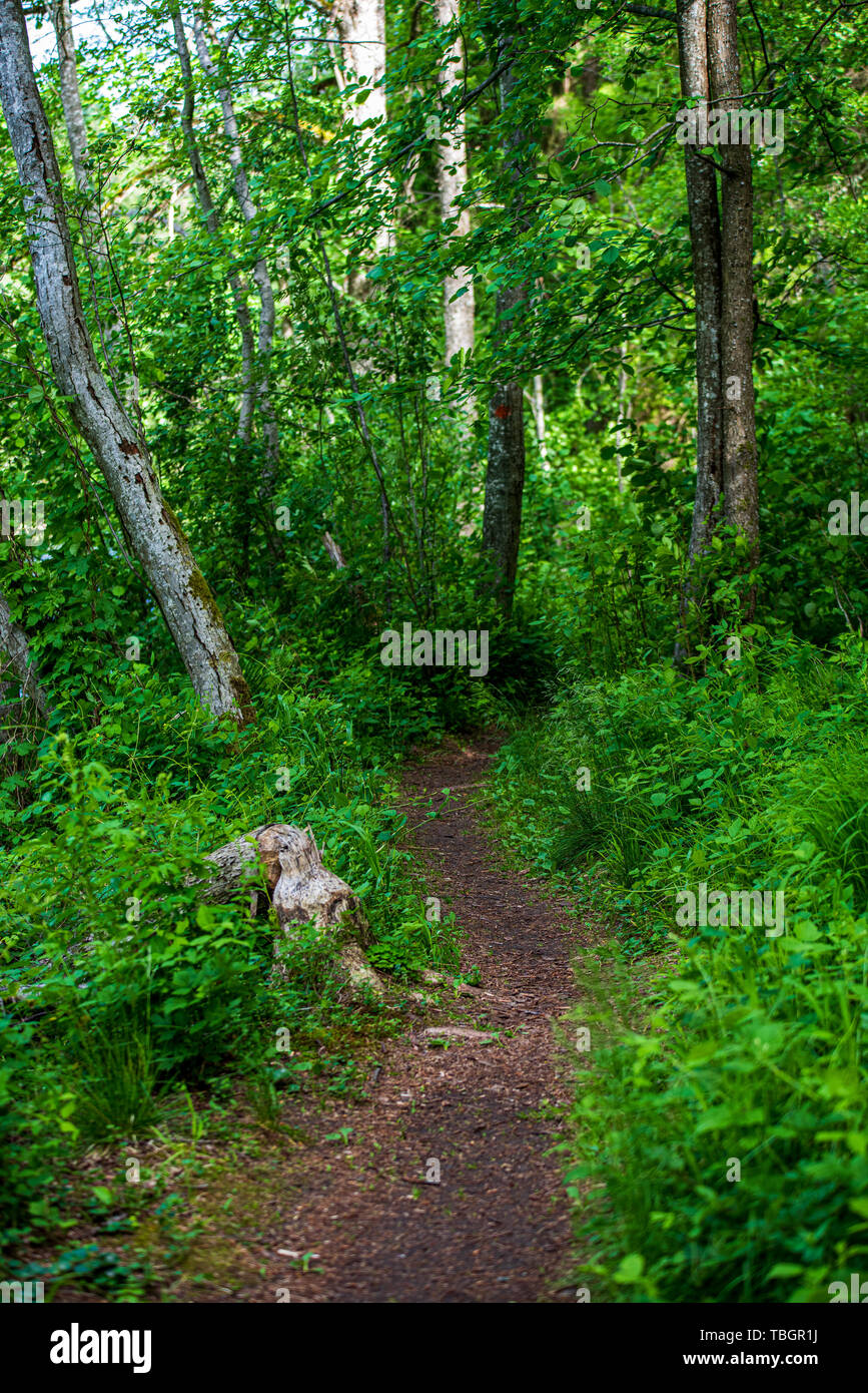 scenic beautiful tourist trail footpath in green forest. rock covered ...