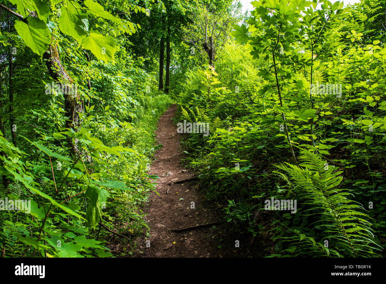 scenic beautiful tourist trail footpath in green forest. rock covered ...