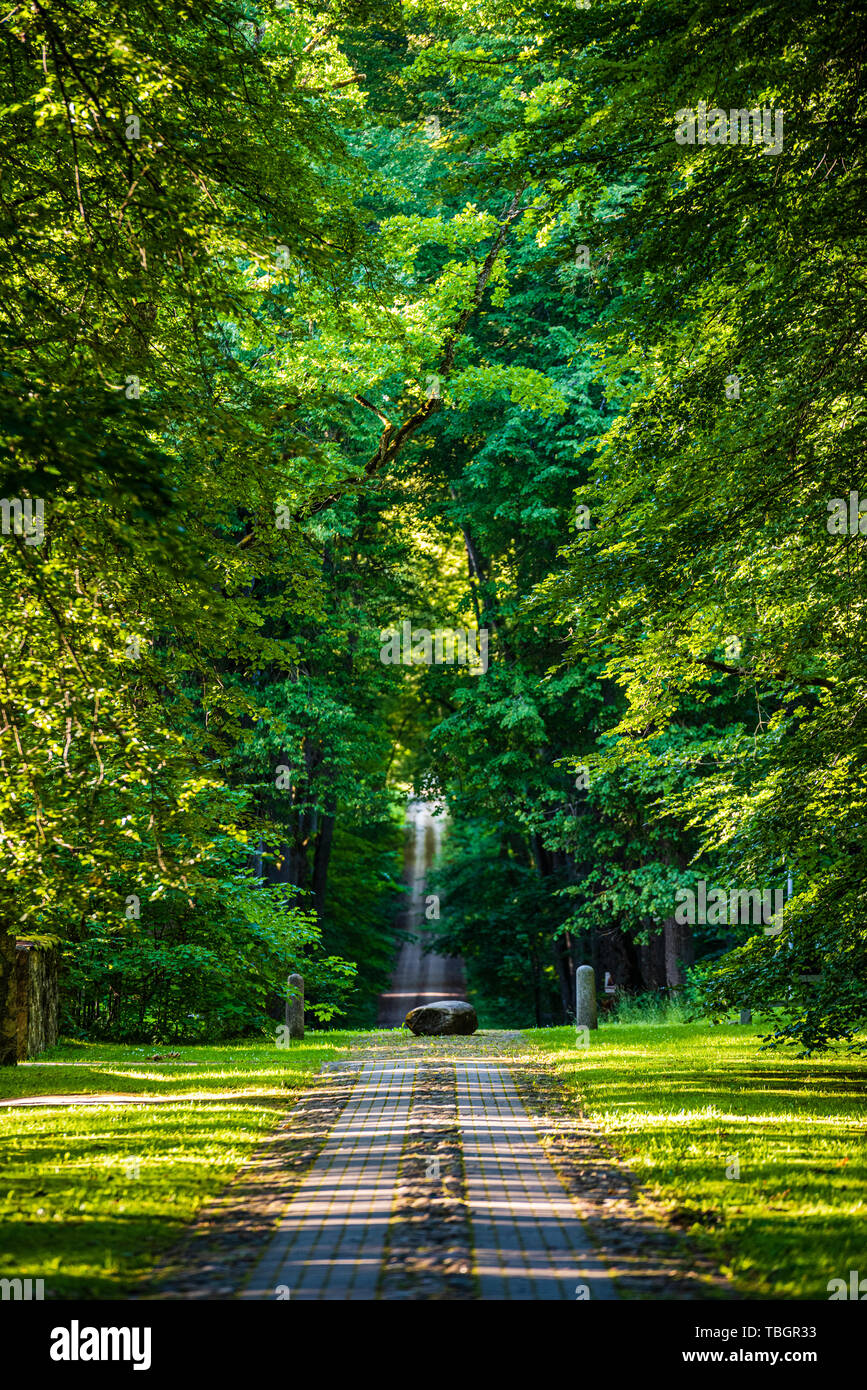 scenic beautiful tourist trail footpath in green forest. rock covered ...