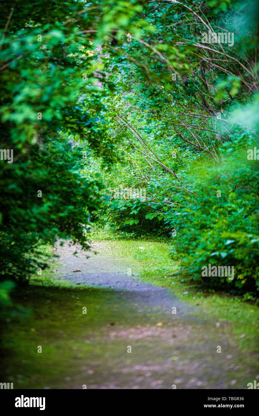scenic beautiful tourist trail footpath in green forest. rock covered ...