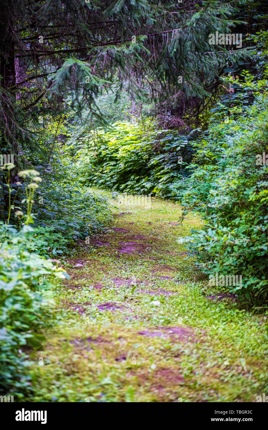 scenic beautiful tourist trail footpath in green forest. rock covered ...