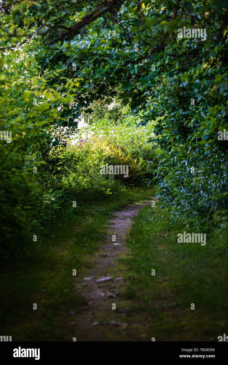 scenic beautiful tourist trail footpath in green forest. rock covered ...