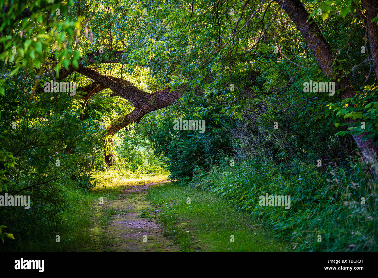 scenic beautiful tourist trail footpath in green forest. rock covered ...
