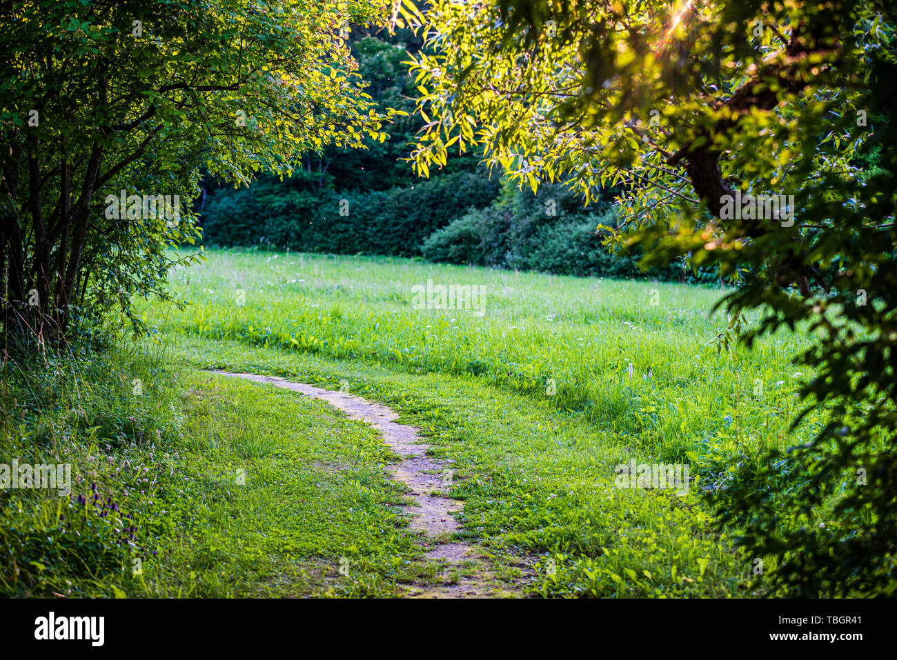 scenic beautiful tourist trail footpath in green forest. rock covered ...