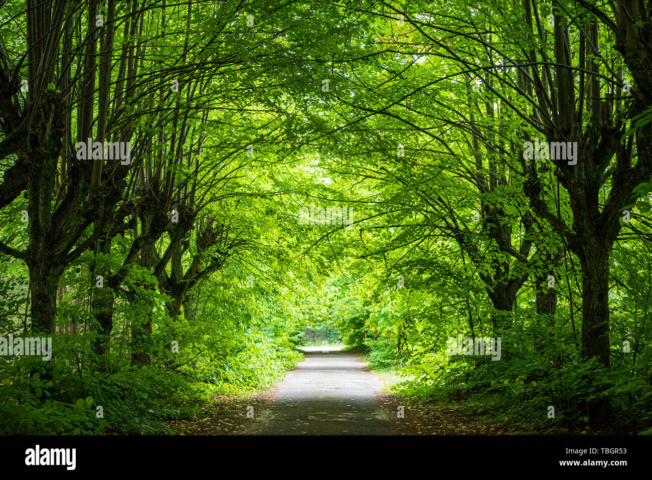 scenic beautiful tourist trail footpath in green forest. rock covered ...