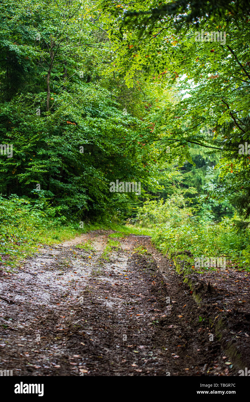 scenic beautiful tourist trail footpath in green forest. rock covered ...