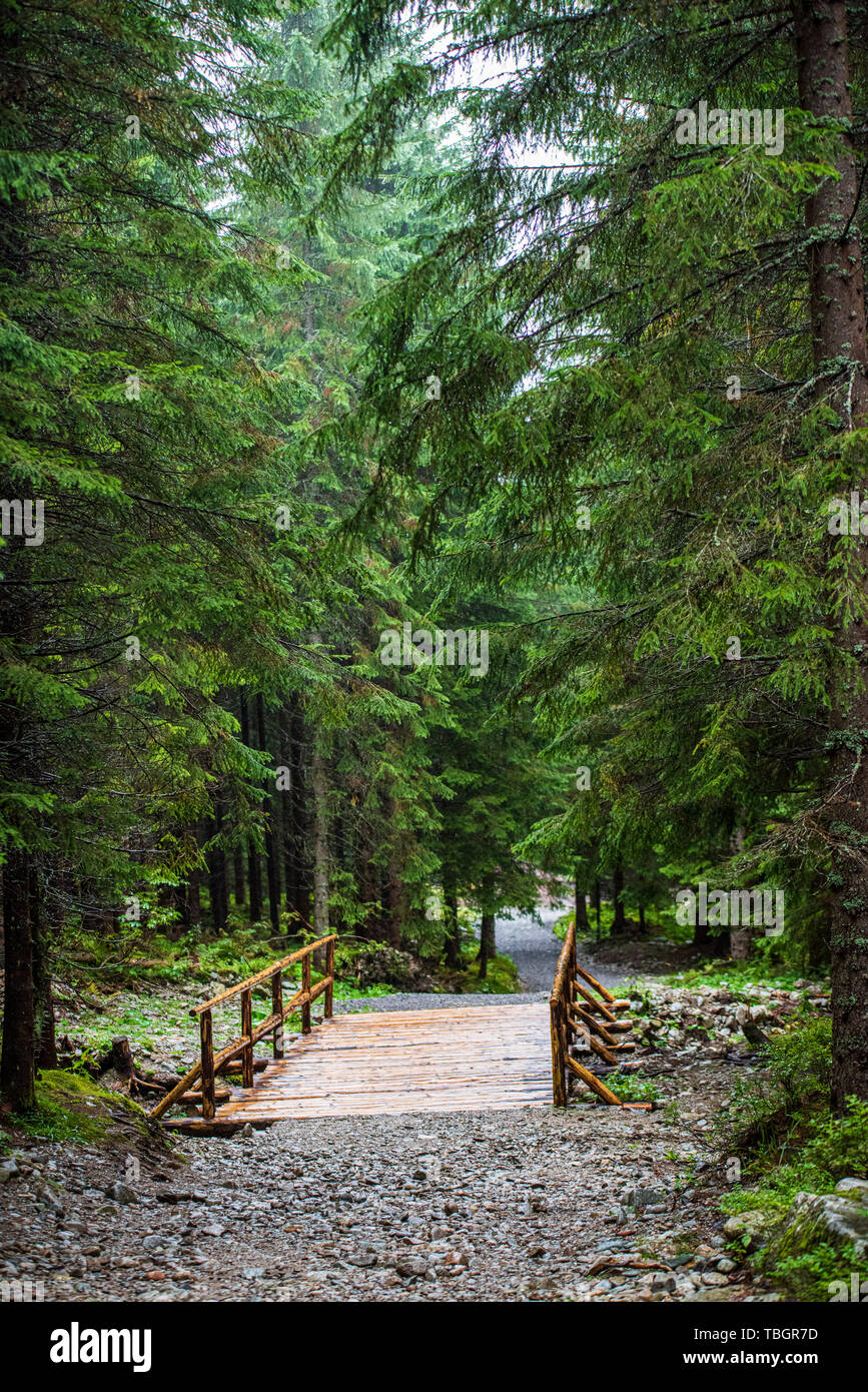 scenic beautiful tourist trail footpath in green forest. rock covered ...