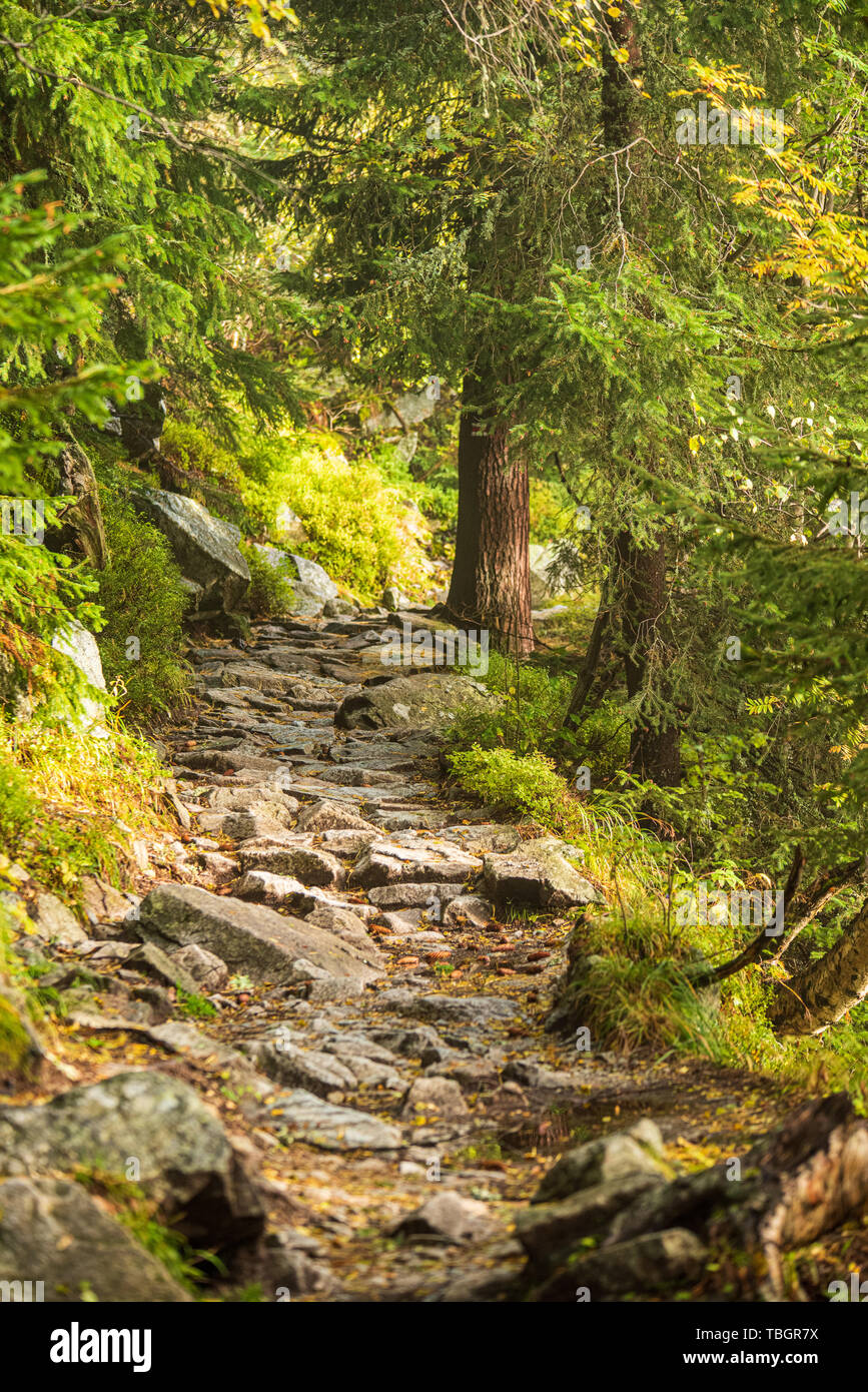 scenic beautiful tourist trail footpath in green forest. rock covered ...
