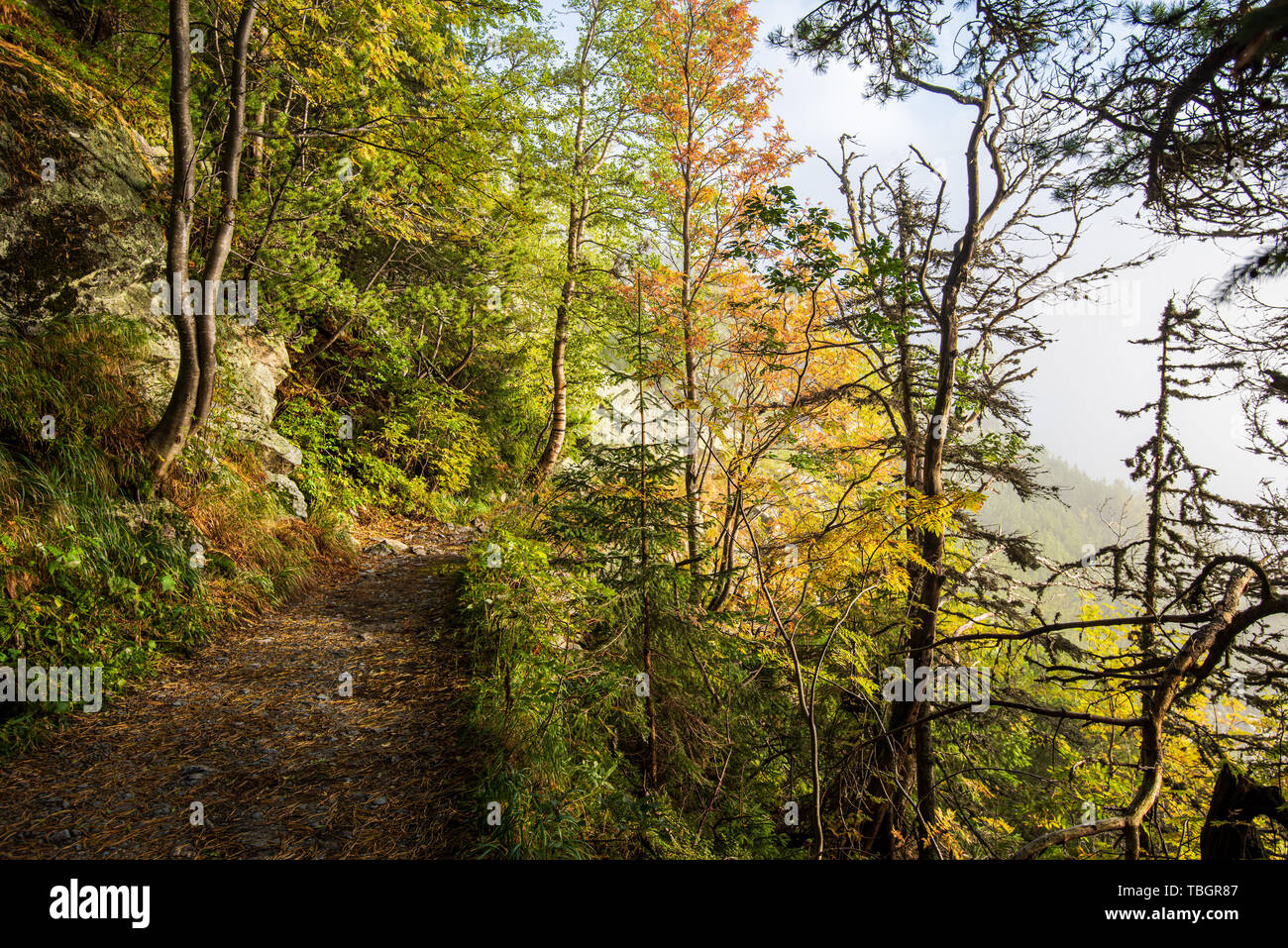 scenic beautiful tourist trail footpath in green forest. rock covered ...