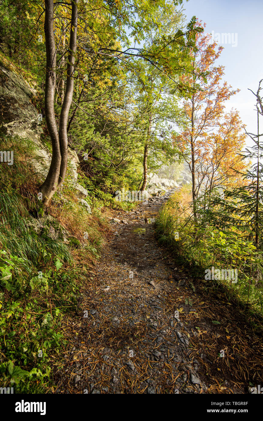 scenic beautiful tourist trail footpath in green forest. rock covered ...