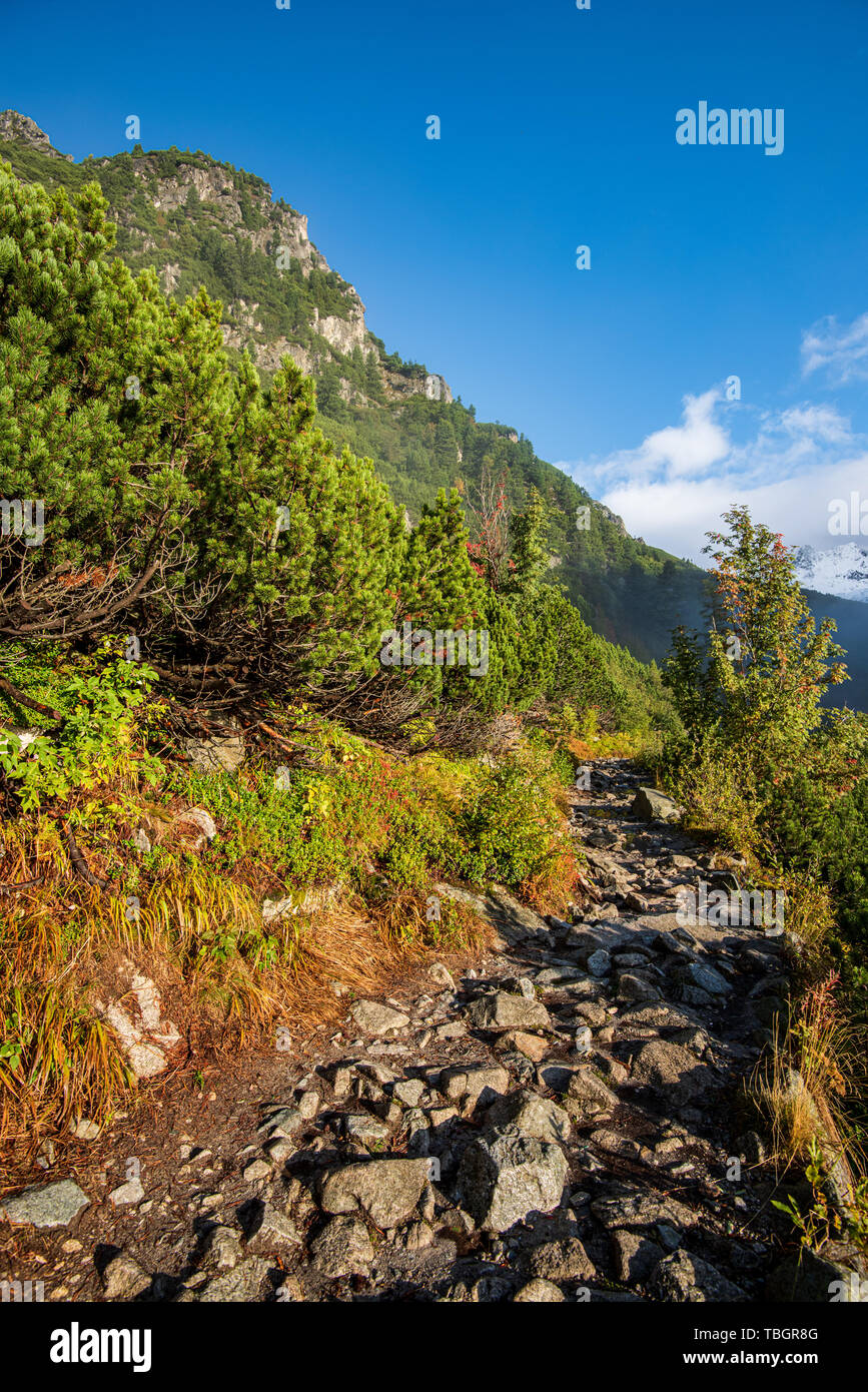 scenic beautiful tourist trail footpath in green forest. rock covered ...