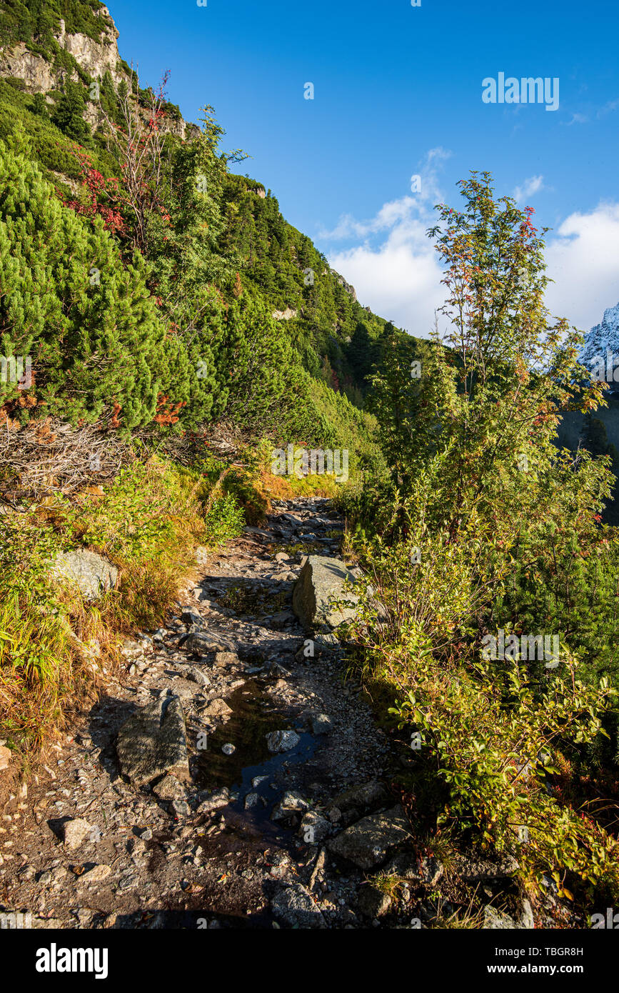 scenic beautiful tourist trail footpath in green forest. rock covered ...