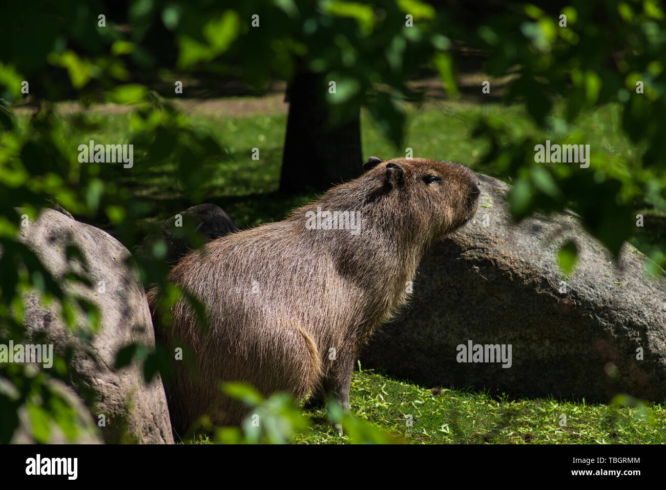 funny animal capybara from South America in the Moscow zoo swimming in ...