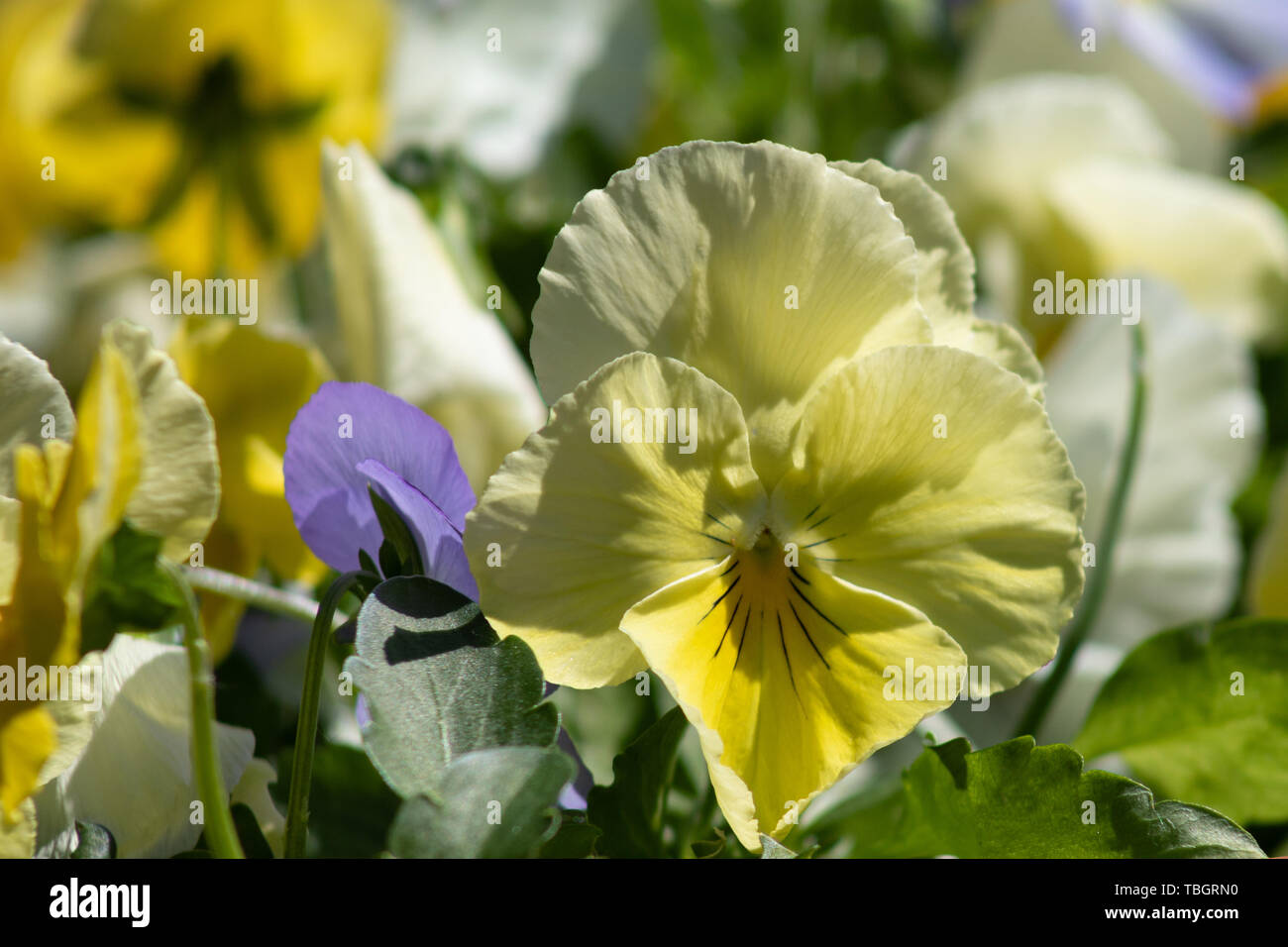 The beautiful Pansy flowers have a soft and attractive beauty. Pansies ...