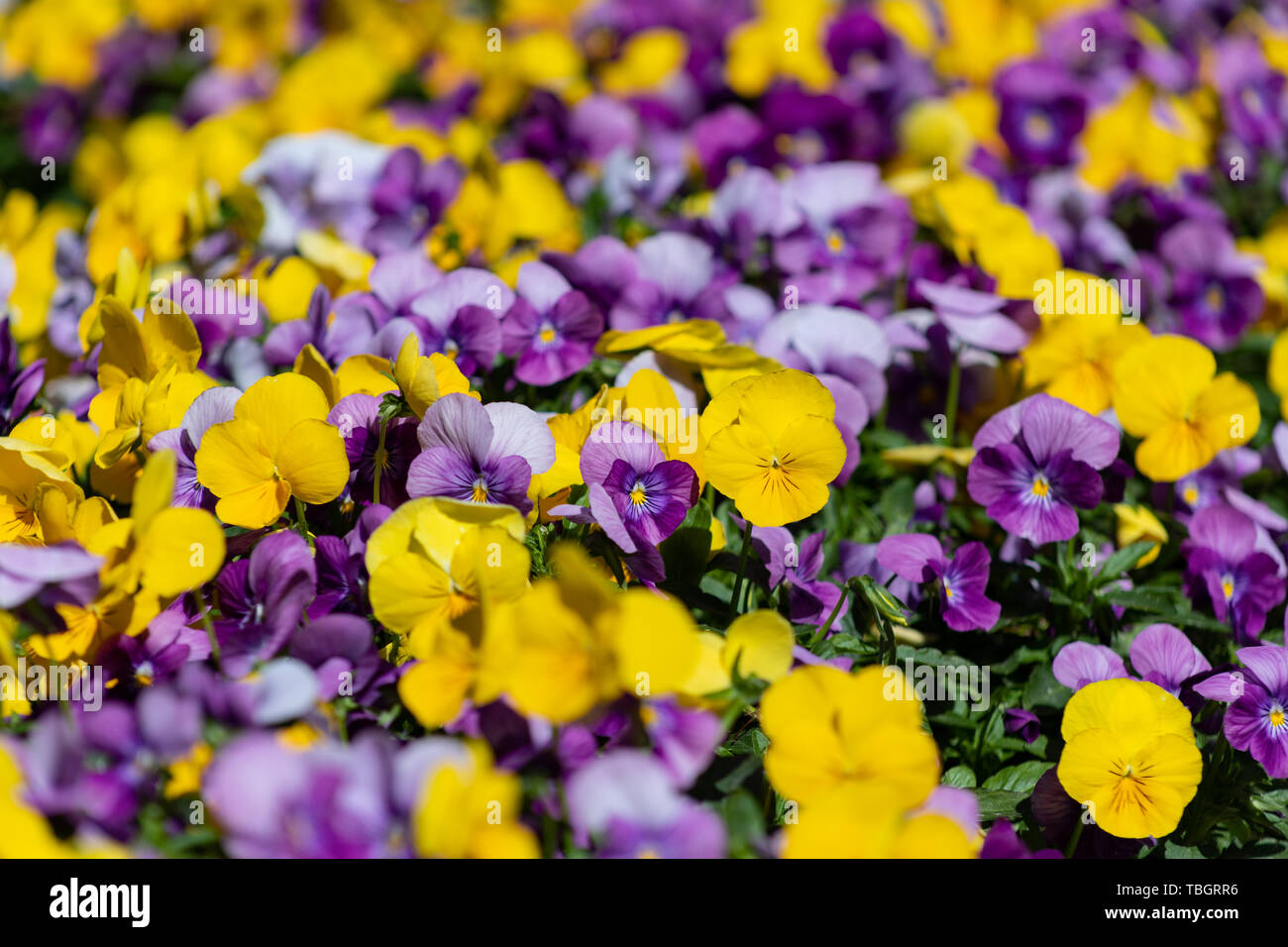 The beautiful Pansy flowers have a soft and attractive beauty. Pansies ...