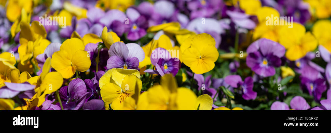 The beautiful Pansy flowers have a soft and attractive beauty. Pansies ...